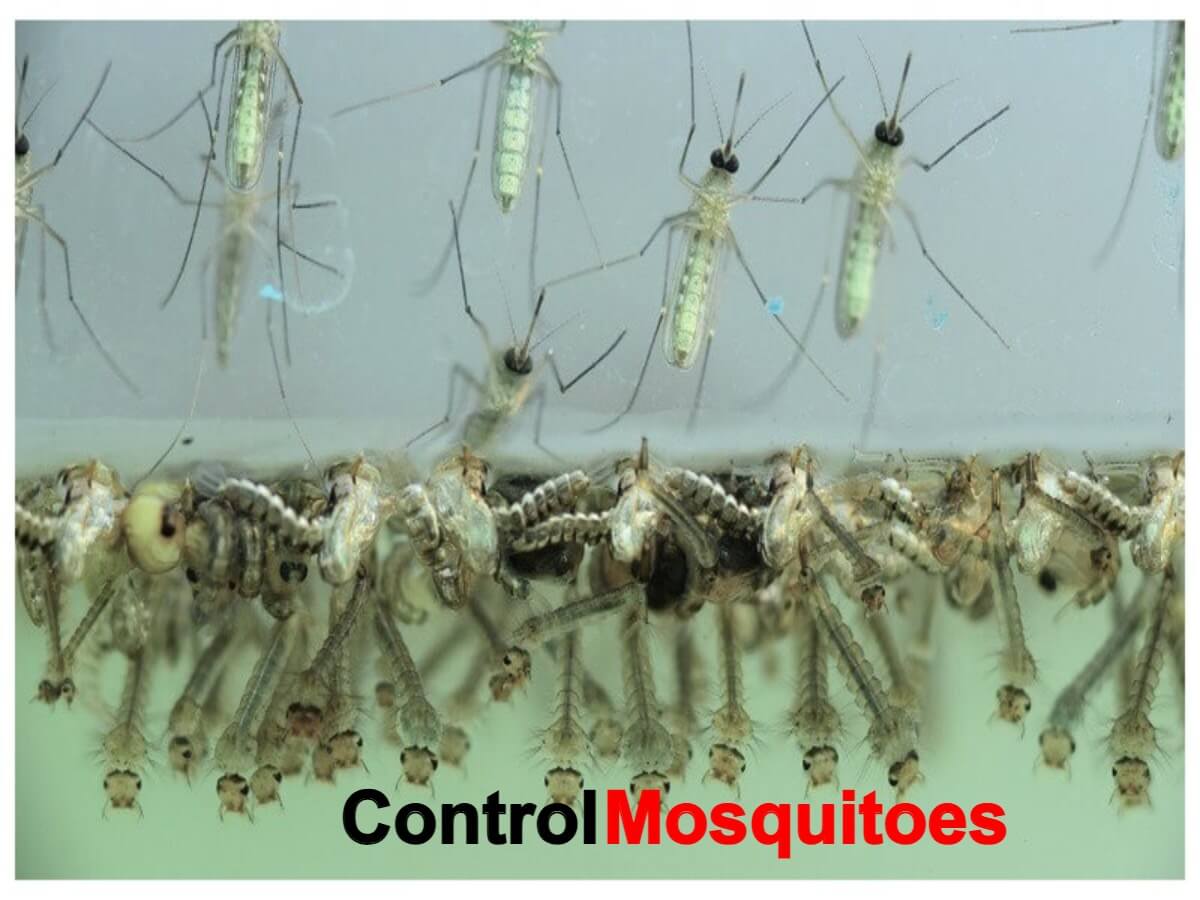 Mosquitoes In House At Night? How To Do DIY Mosquito Control